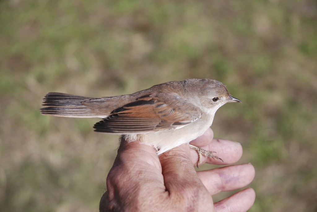 Grasmus – Stichting Vogelwerkgroep Beemster